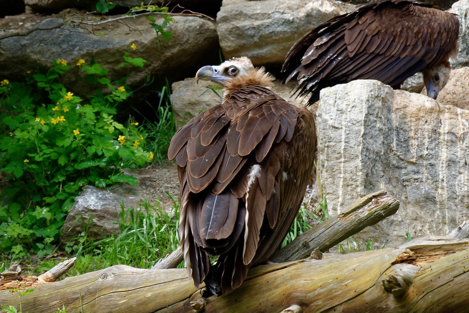 Voyage en Autriche: 5 expériences nature à faire à Innsbruck