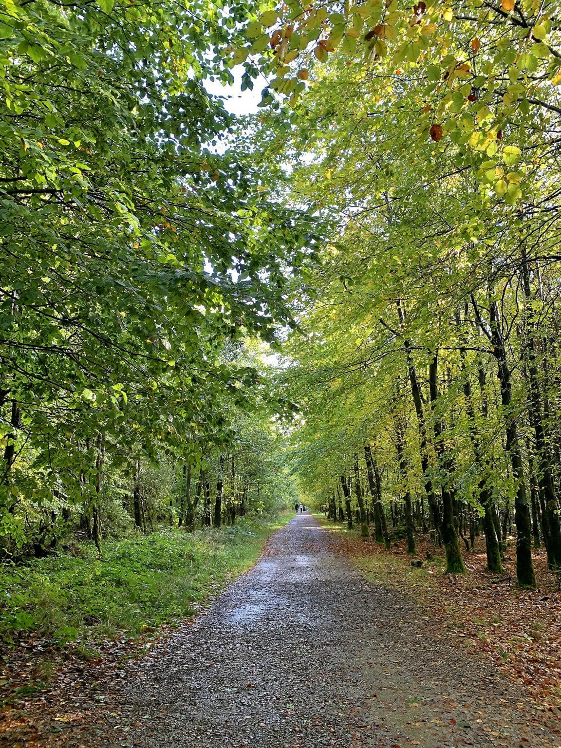 Séjour nature et bien-être dans les Hautes Fagnes en Wallonie